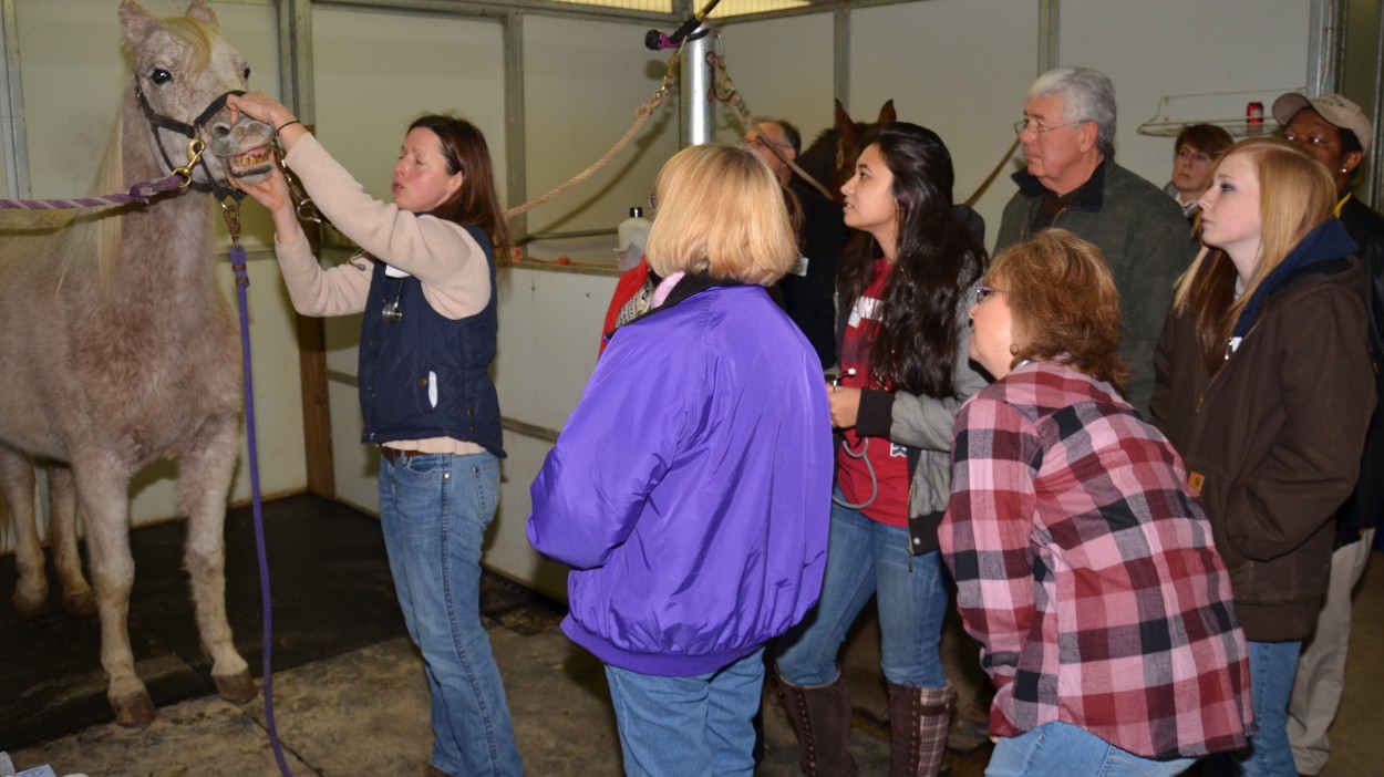 Straight Egyptian Sales Marketing - Amethyst Acres