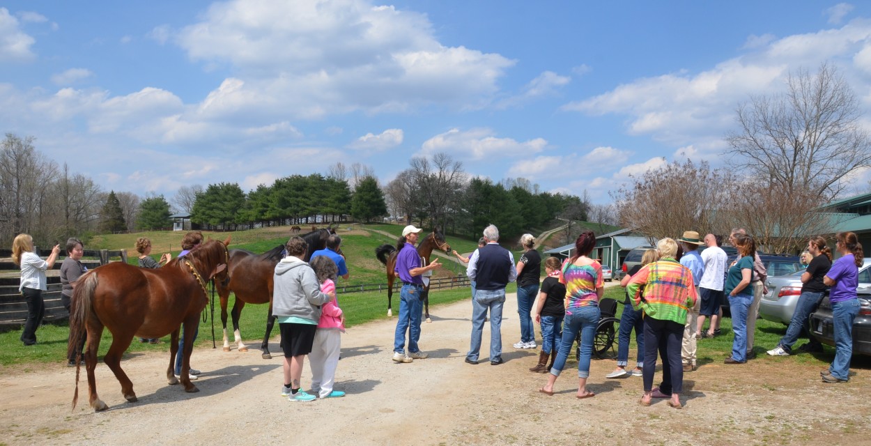 Straight Egyptian Sales Marketing - Amethyst Acres