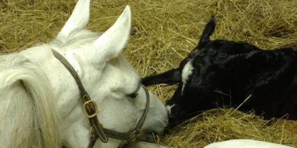 Home - Amethyst Acres