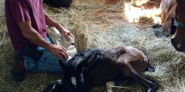 Home - Amethyst Acres