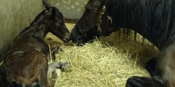 Home - Amethyst Acres