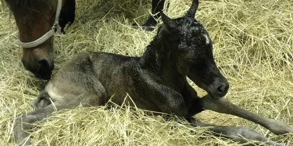 Home - Amethyst Acres