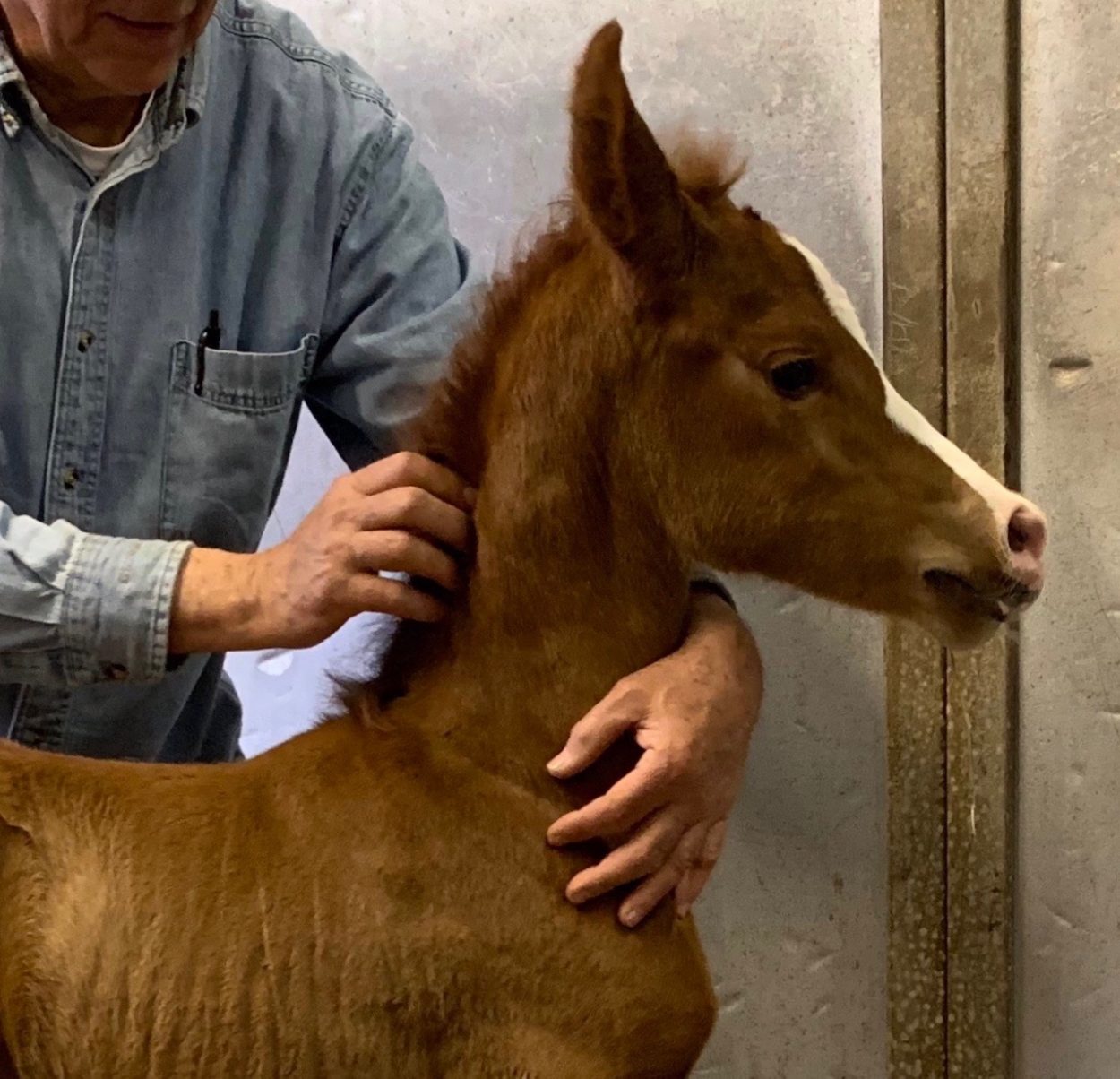 News - Amethyst Acres