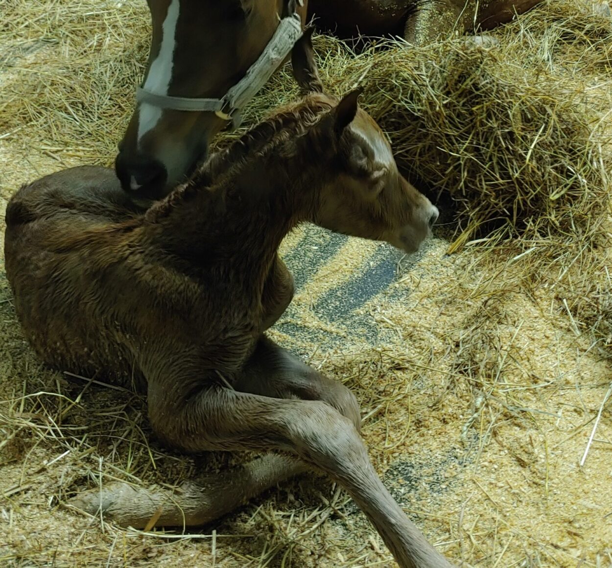 News - Amethyst Acres