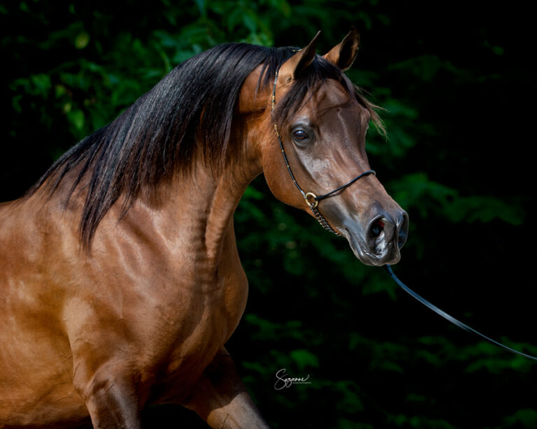 Egyptian Arabians - Amethyst Acres