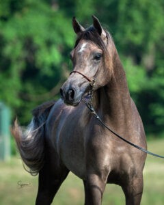 Egyptian Arabians - Amethyst Acres