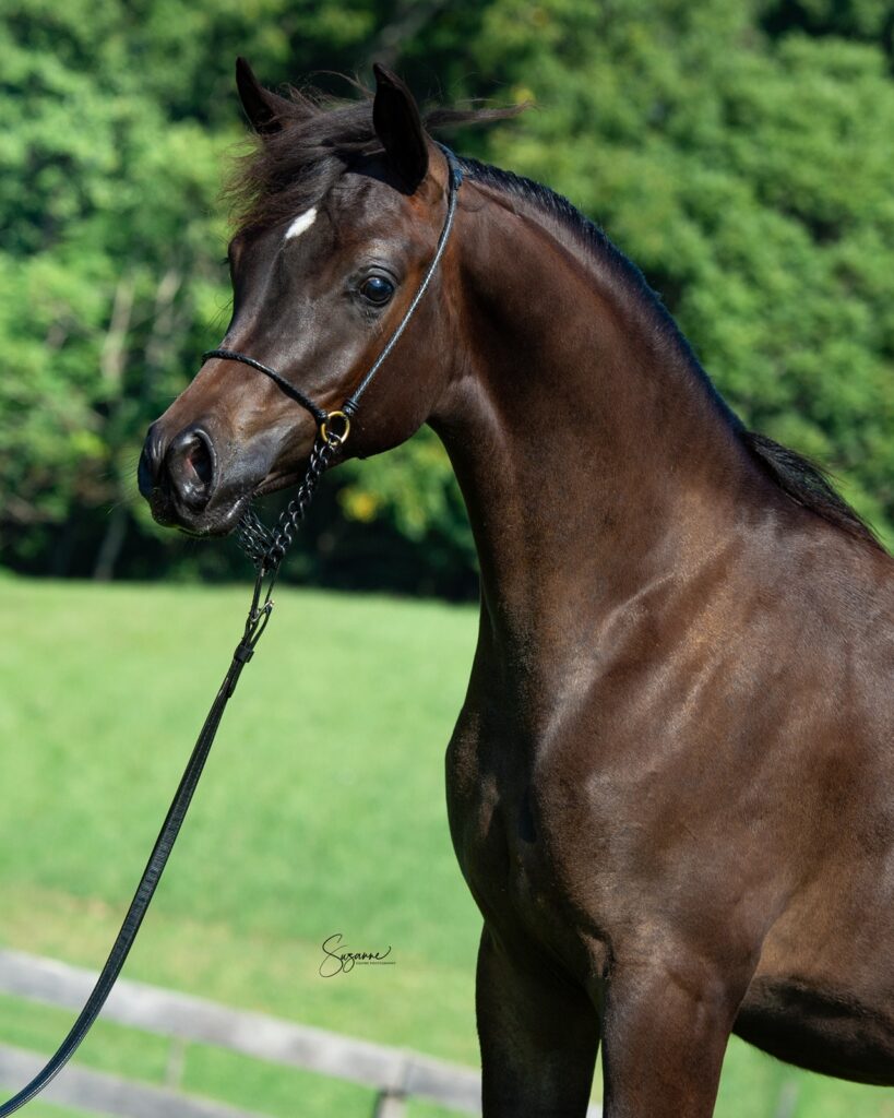 Egyptian Arabians - Amethyst Acres