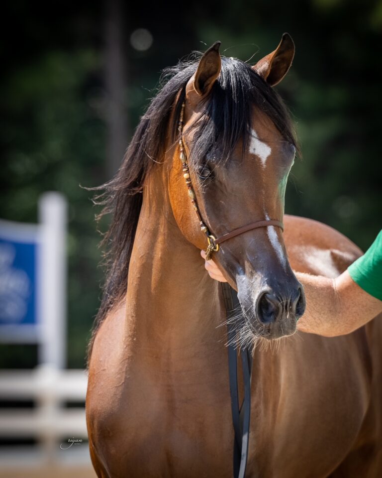 Egyptian Arabians - Amethyst Acres