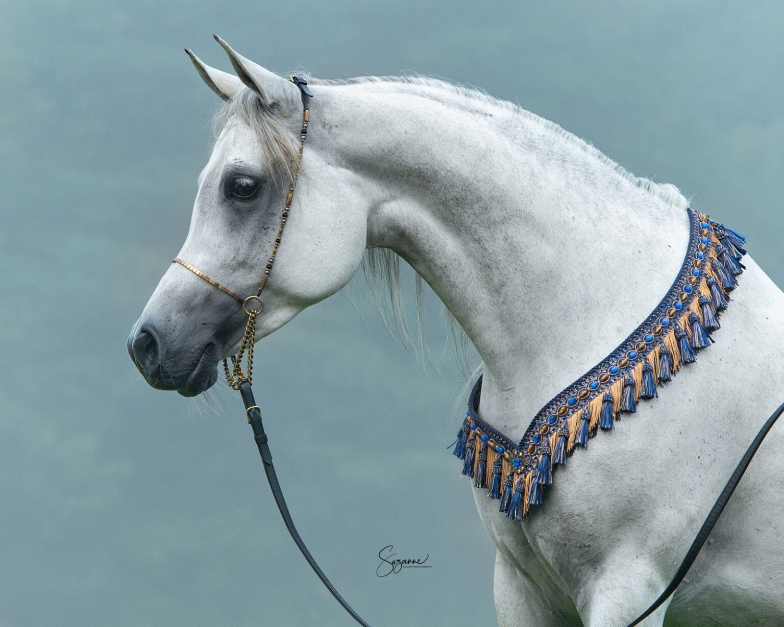 Egyptian Arabians - Amethyst Acres