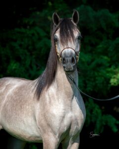 Egyptian Arabians - Amethyst Acres