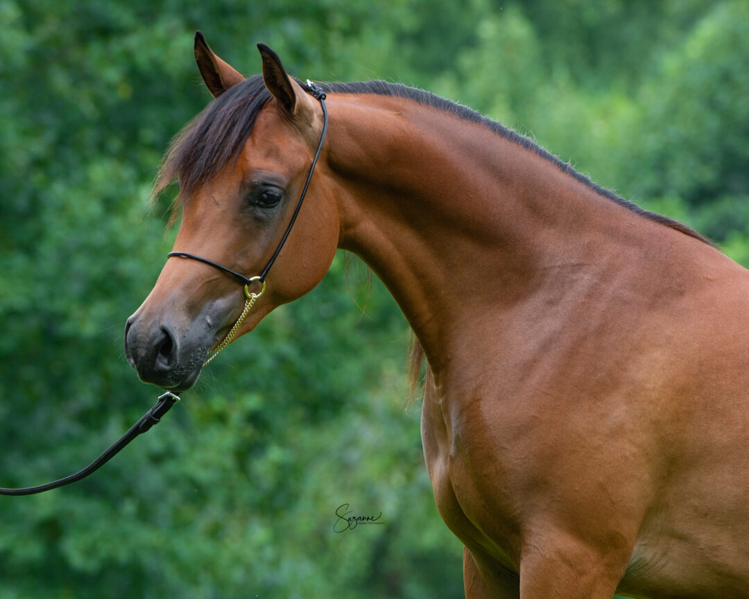 Egyptian Arabians - Amethyst Acres