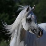 Egyptian Arabians - Amethyst Acres