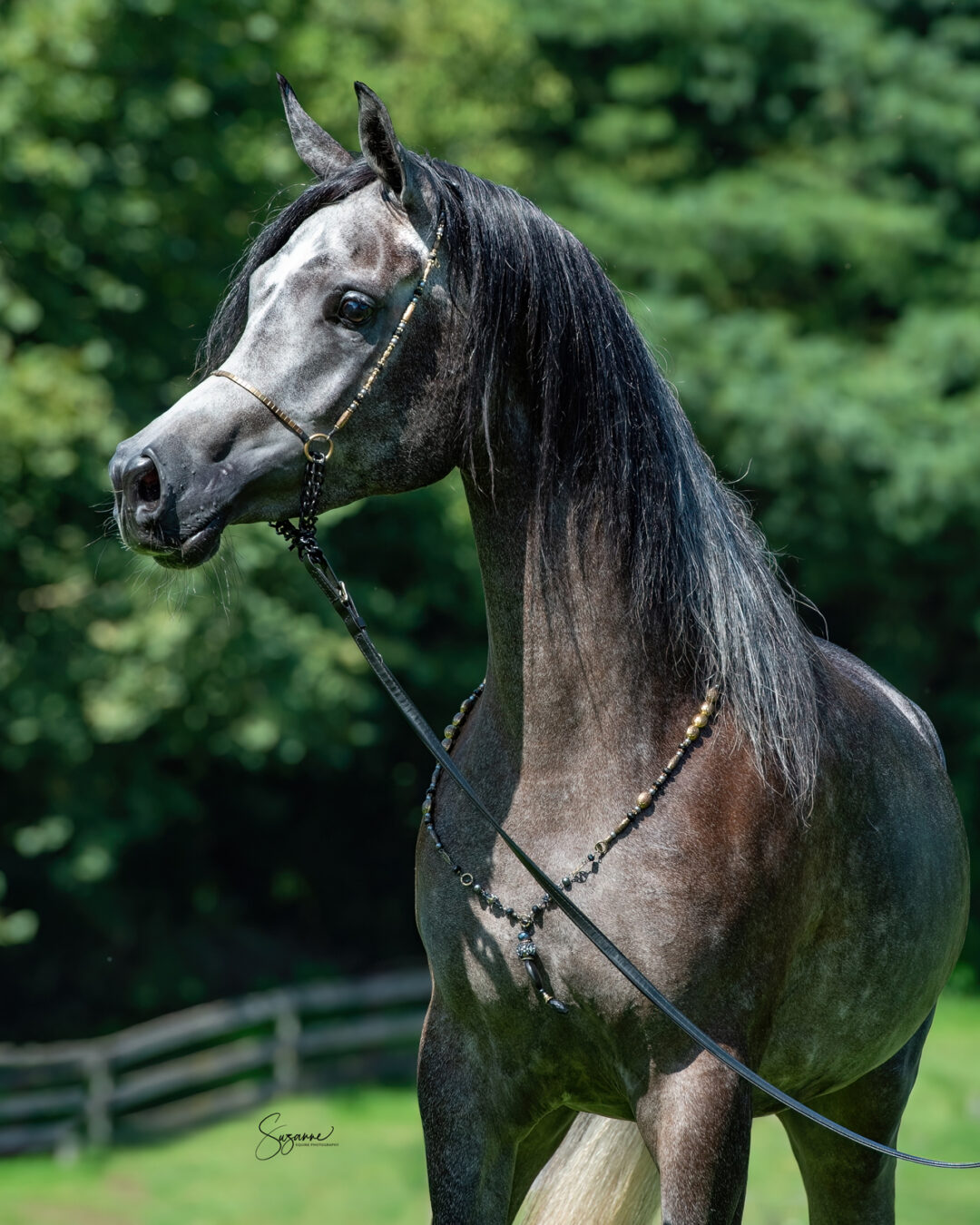 Egyptian Arabians - Amethyst Acres