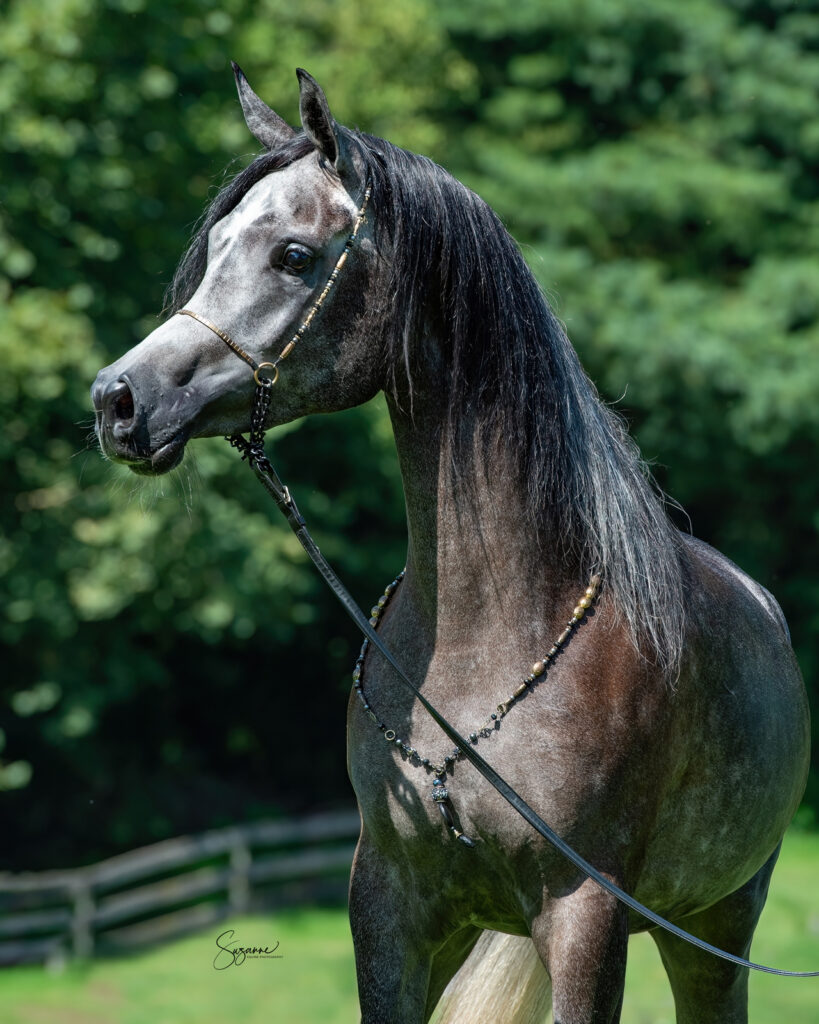 Egyptian Arabians - Amethyst Acres