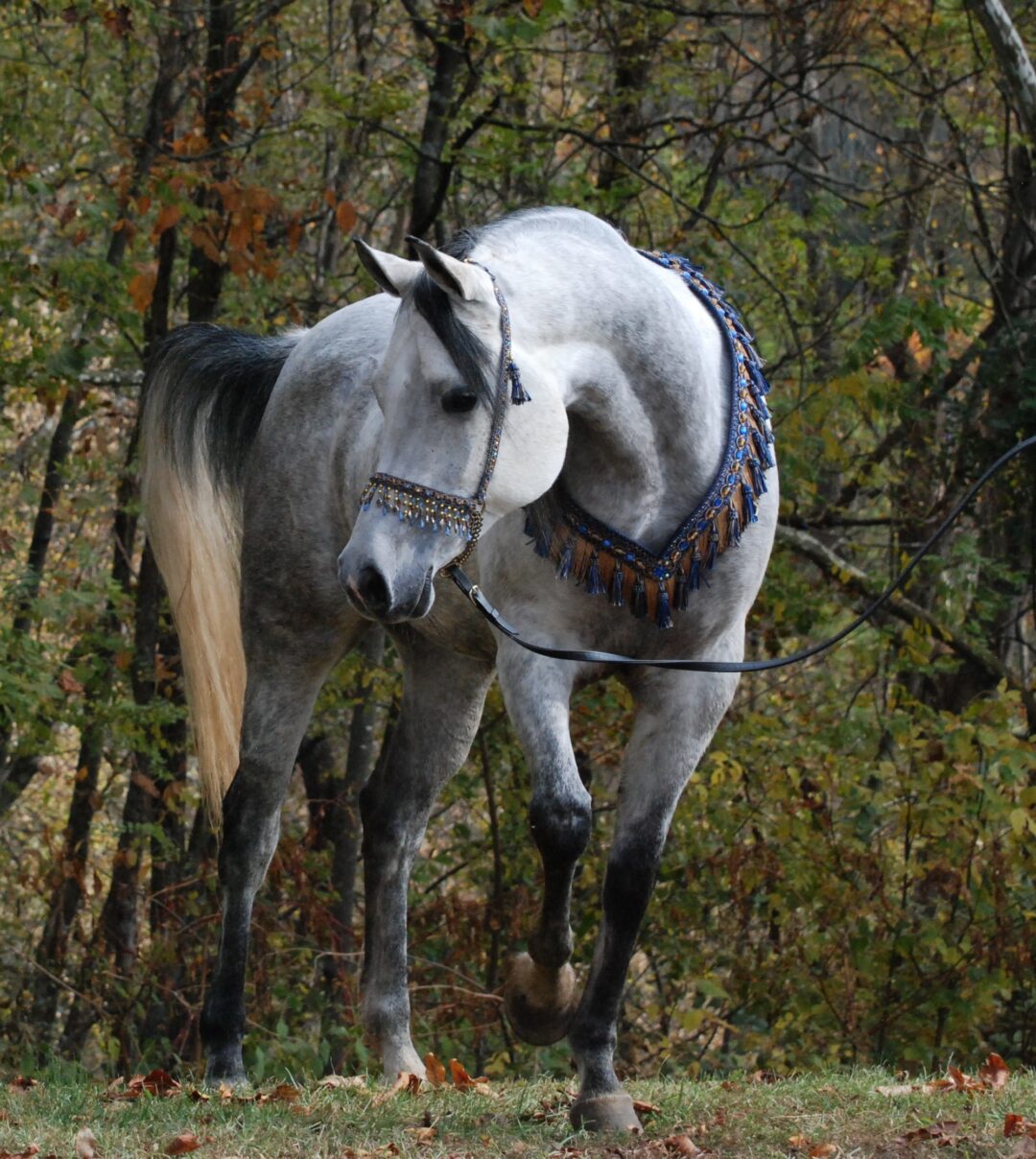 Egyptian Arabians - Amethyst Acres