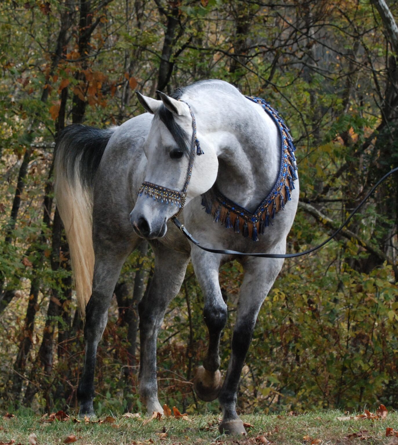 Egyptian Arabians - Amethyst Acres