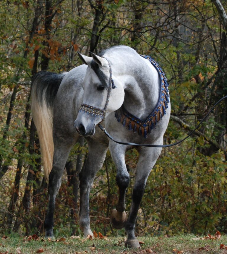 Egyptian Arabians - Amethyst Acres