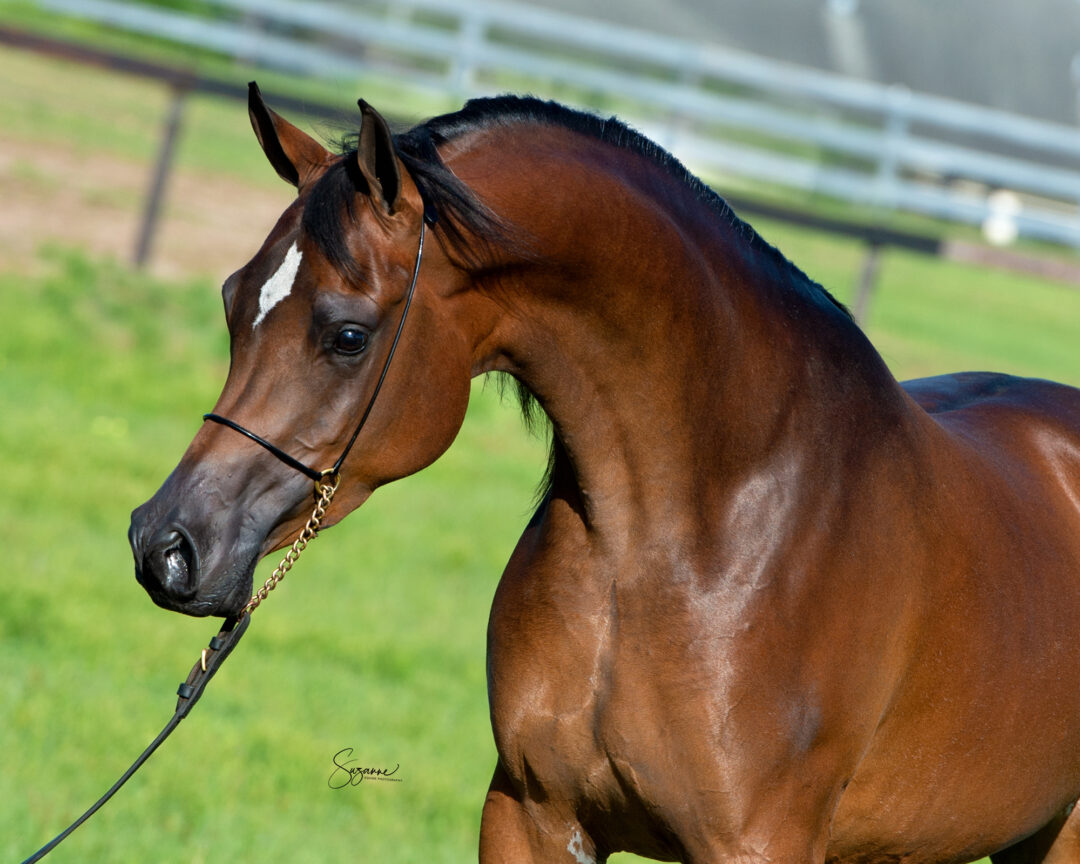 Egyptian Arabians - Amethyst Acres