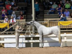 Egyptian Arabians - Amethyst Acres